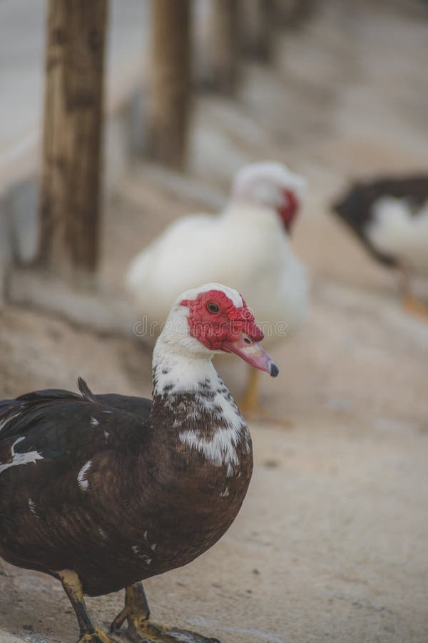 Duck Standing at Front of the Camera Stock Photo - Image of streetlife ...