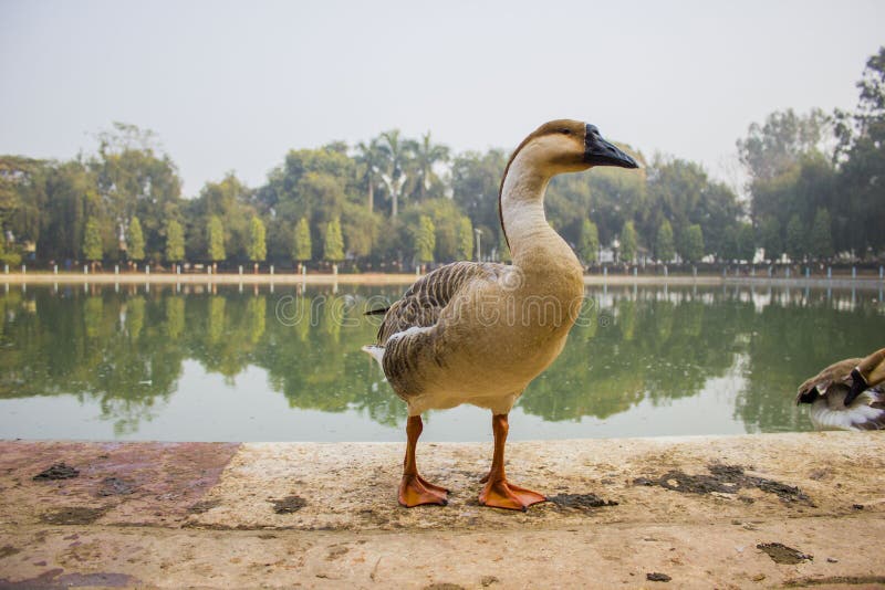 Duck Standing in Front of the Lake Stock Image - Image of front ...