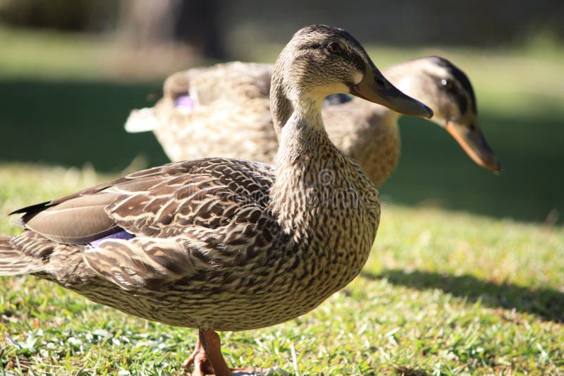 A Duck is Standing on the Grass and the Other Duck is Looking at the ...
