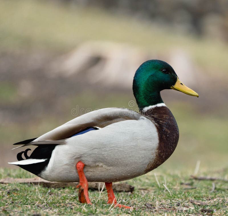 Duck standing on grassland stock image. Image of ornithology - 268076207
