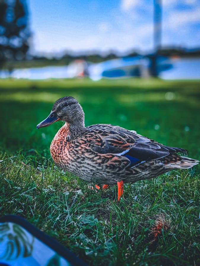 Duck Standing in Greenery Field Stock Photo - Image of feathers ...