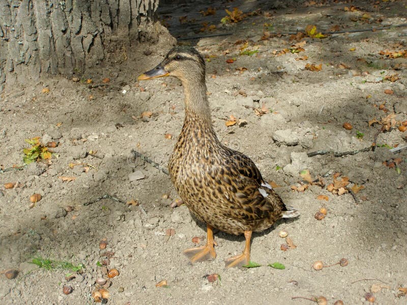 Long Neck Duck Stock Photos - Download 966 Royalty Free Photos