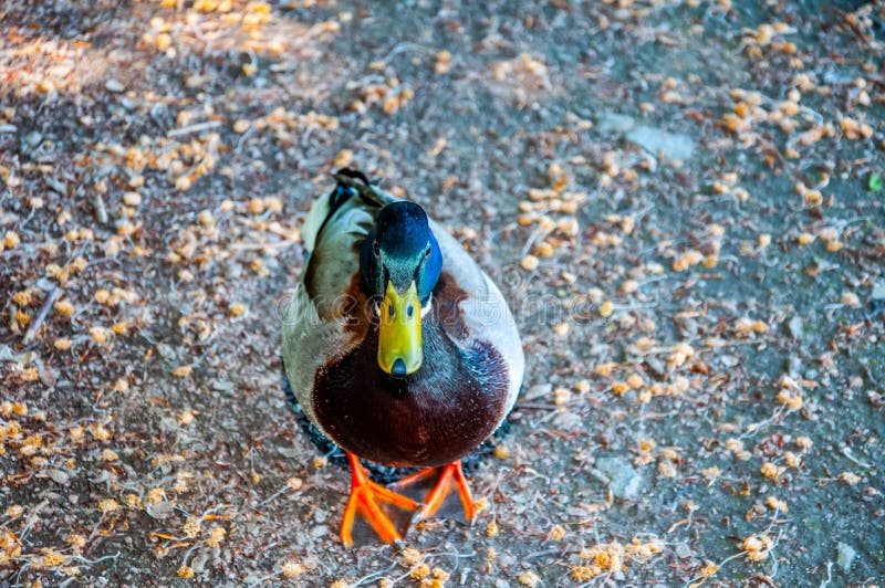 2,273 Duck Looking Camera Photos - Free & Royalty-Free Stock Photos ...