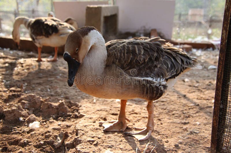 Duck Standing. Looking. Zoo Stock Photo - Image of animal, goose: 321129640
