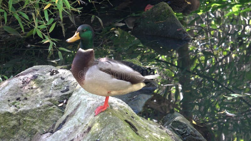 Duck Standing with One Leg on Rock in Water Stock Footage - Video of ...