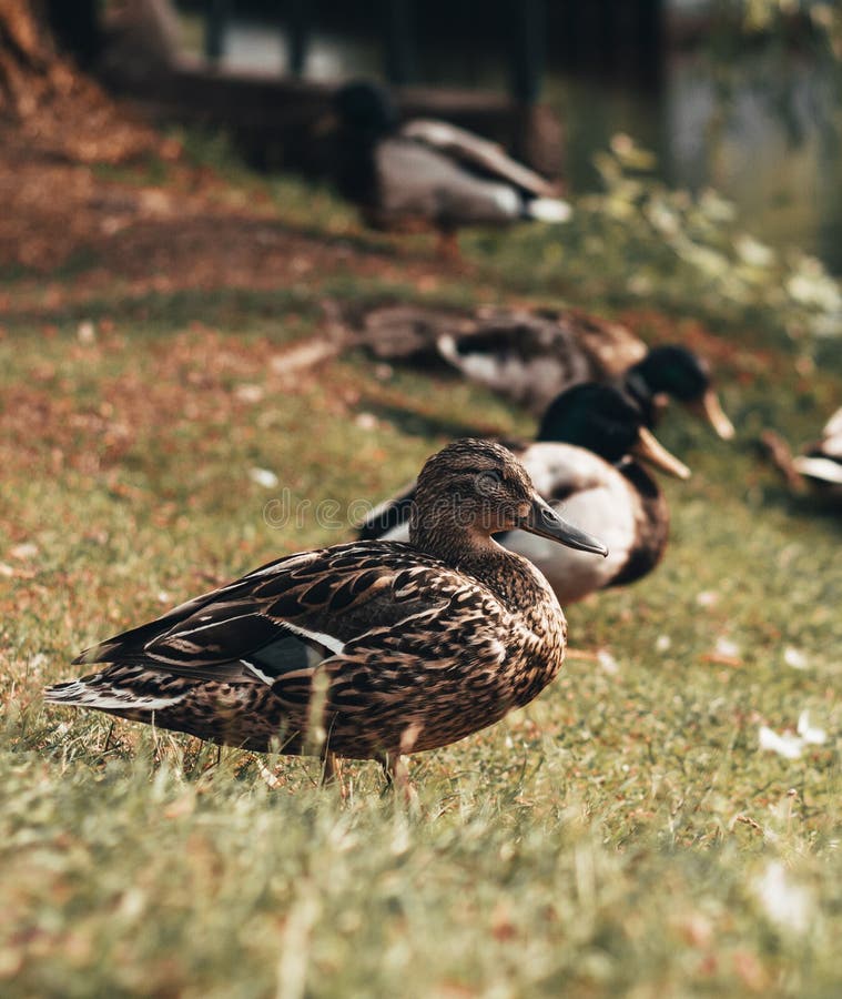 Duck Standing in the Park on the Grass with Other Ducks. Stock Image ...