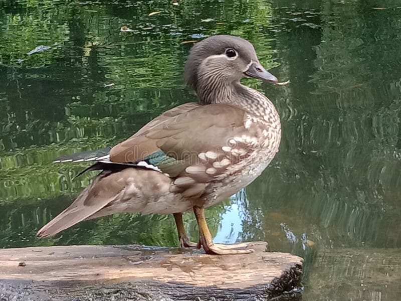 A Duck Standing Proud on the Waters Edge Stock Image - Image of beak ...