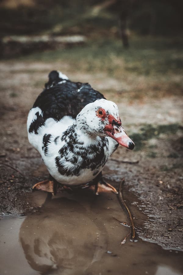 A Duck Standing in a Puddle Looking into the Camera Stock Photo - Image ...