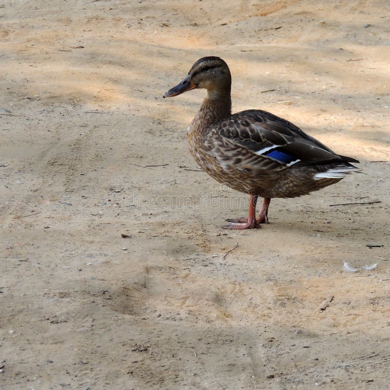A duck standing stock image. Image of duck, feet, duster - 194269325