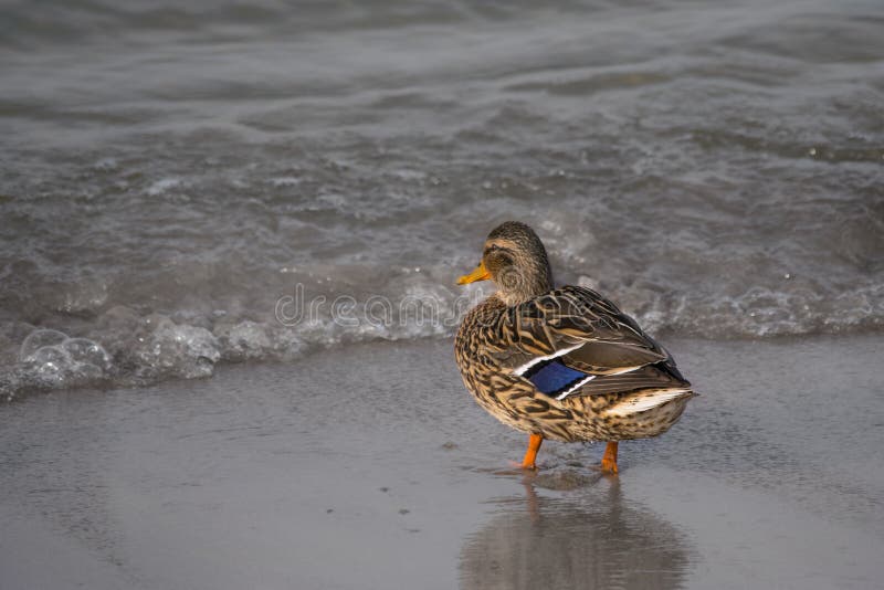 Duck standing on sand stock photo. Image of blue, female - 111777740