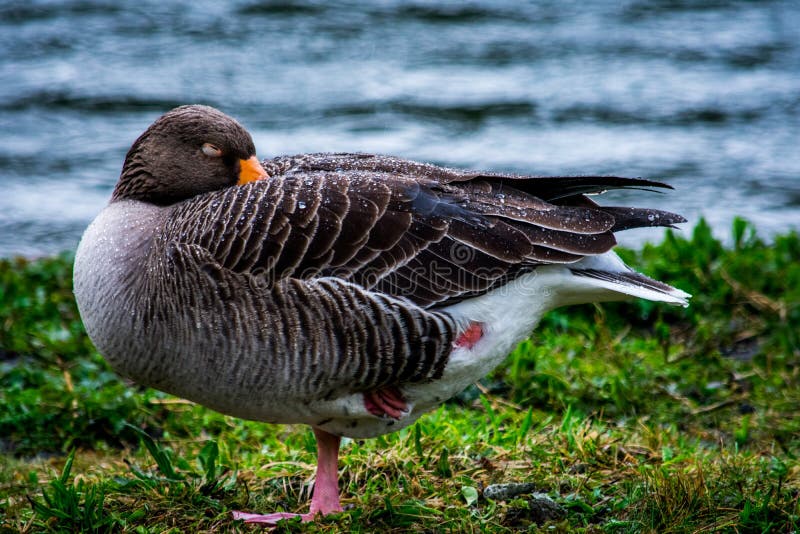 A Duck Standing Up and Sleeping on One Leg Stock Photo - Image of ...