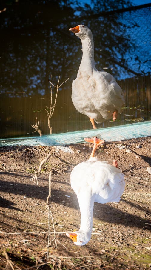A Duck Standing by the Water, Its Reflection Creating an Optical ...