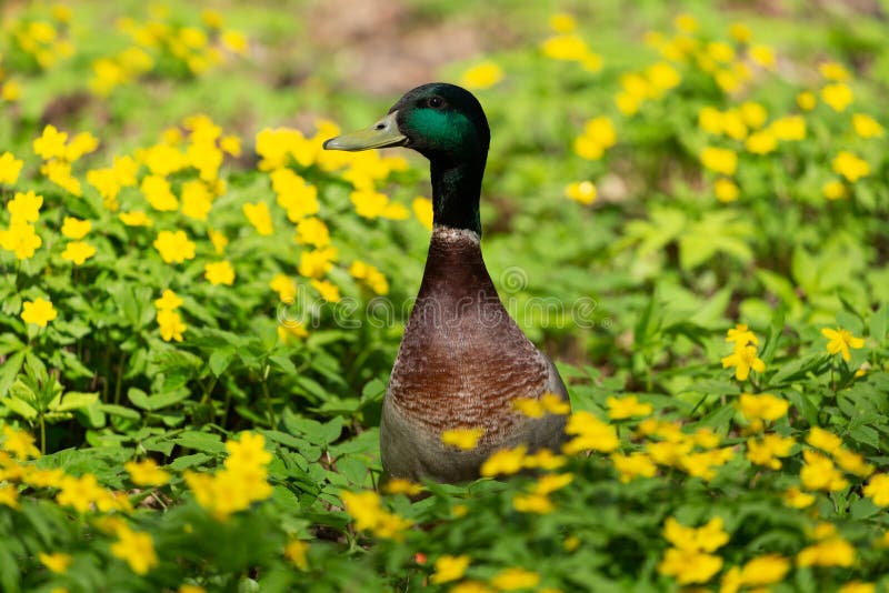 Duck Standing among Yellow Flowers Stock Image - Image of bird, nature ...