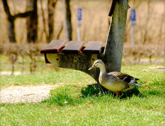 A Duck Stands by a Bench in a Park in Spring in Sunshine Stock Photo ...