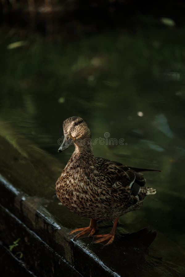 A Duck Stands on a Concrete Slab in a Pond Stock Photo - Image of ...
