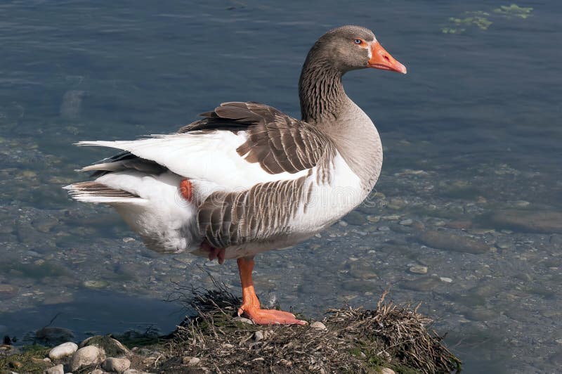 Duck stands stock photo. Image of mountain, duck, german - 167712858