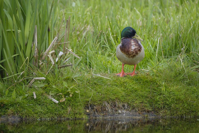 Duck Standing Near the Water on the Waterfront Stock Image - Image of ...
