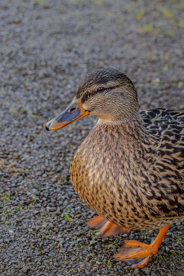 The Duck Stands on the Path Stock Image - Image of bird, space: 358606527