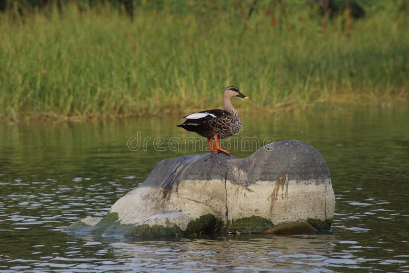 Duck stands on a rock stock image. Image of pond, animal - 224113453