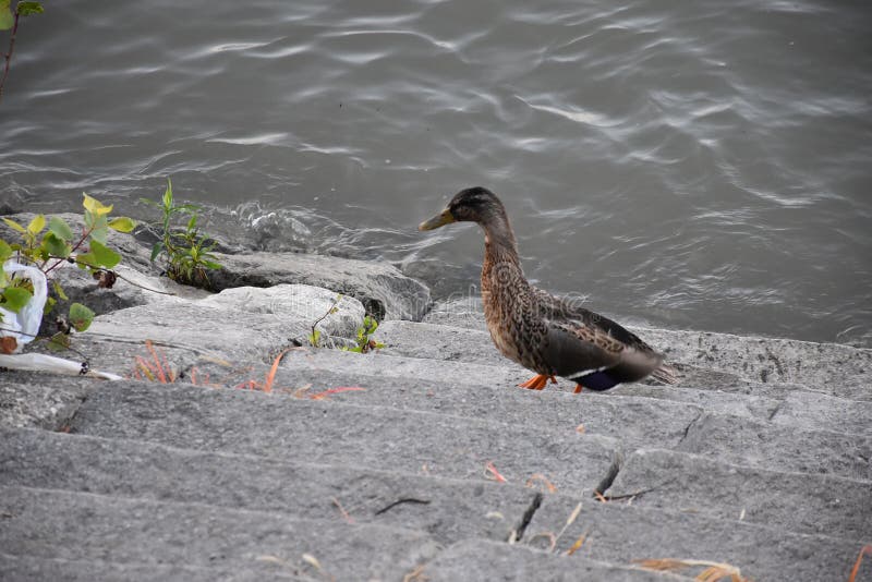 The Duck Stands on the Steps that Enter the Water Stock Photo - Image ...