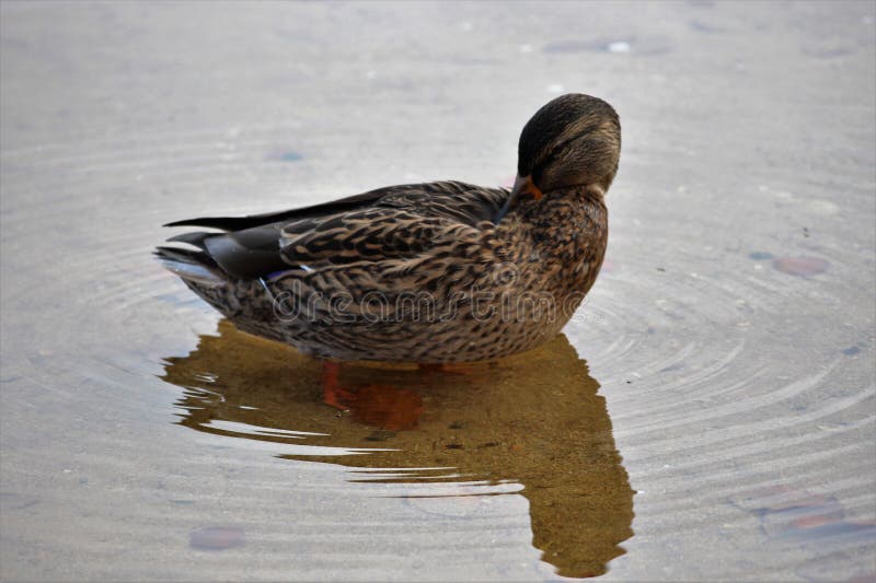 Duck stock image. Image of standing, autumn, fall, duck - 79761287