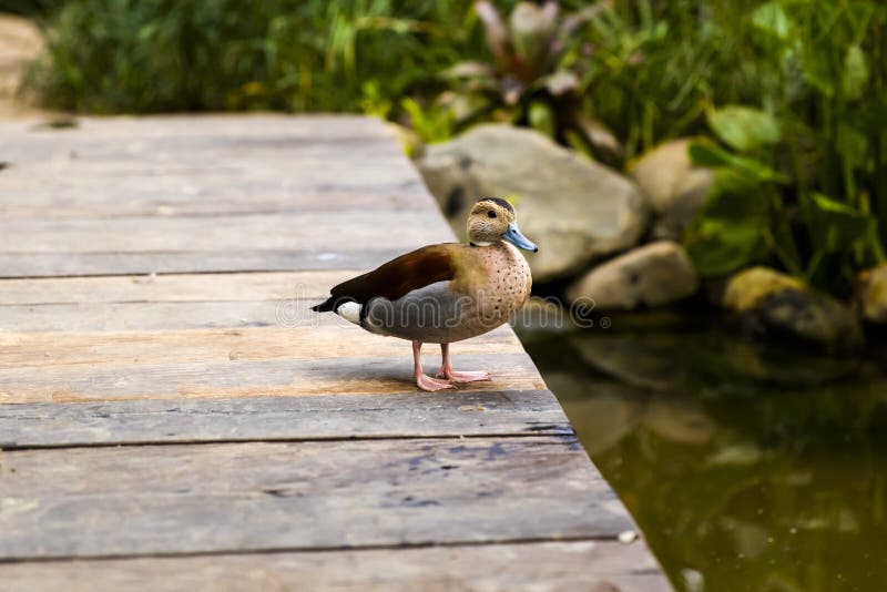 Duck Stands on the Wooden Pier Stock Photo - Image of board, looking ...