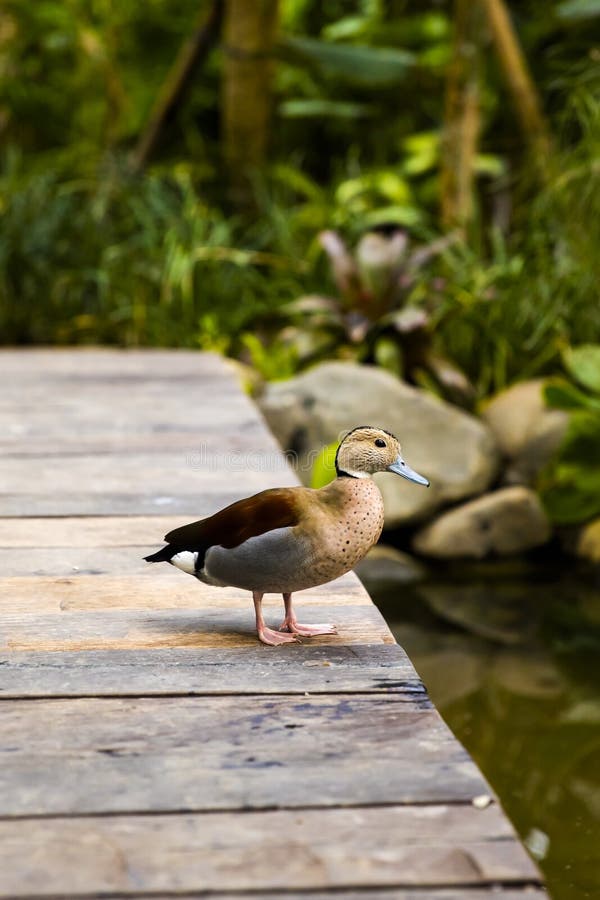 Duck Stands on the Wooden Pier Stock Photo - Image of bird, wildlife ...
