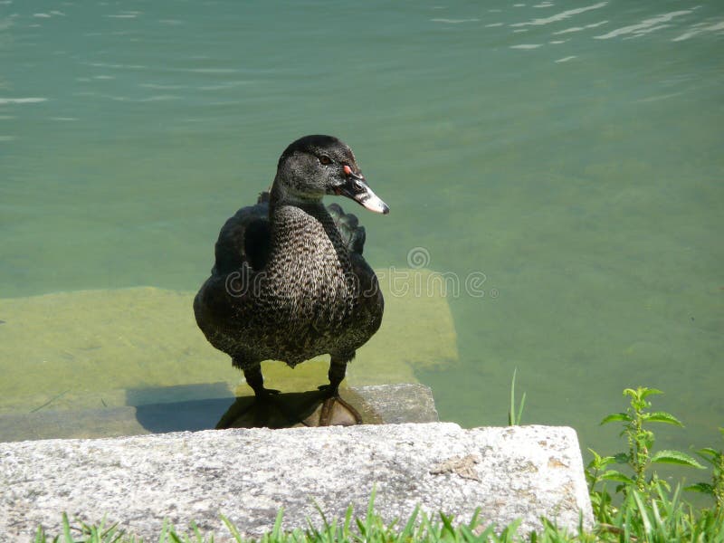 Duck on Steps stock image. Image of broward, lakes, 2008 - 76159809