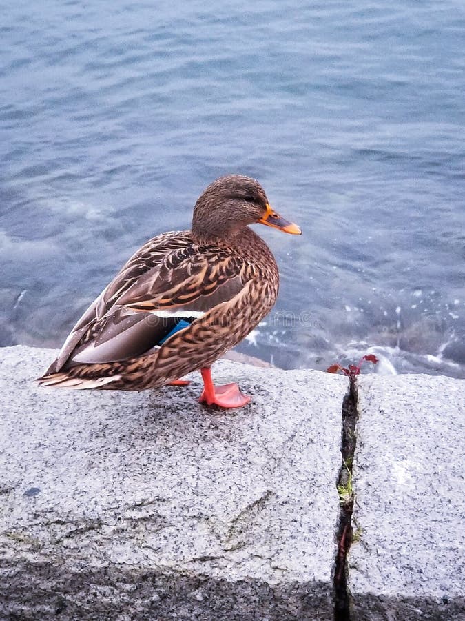 Duck on the stone ledge stock image. Image of ledge - 168231475