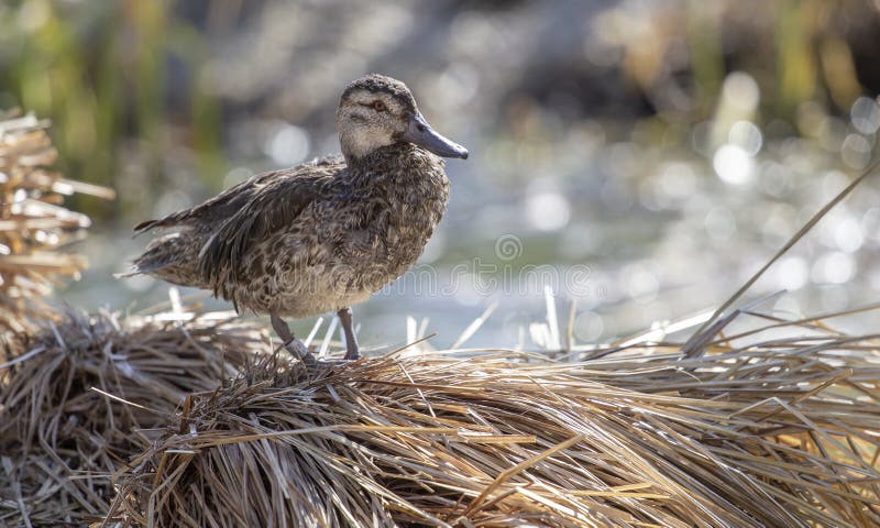 Duck on the straw stock photo. Image of grass, mallard - 155189458