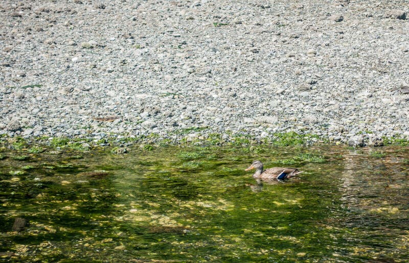 Duck in Stream stock photo. Image of washington, creek - 57707868