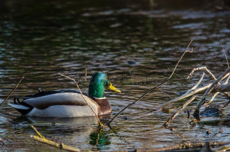Duck in the stream stock image. Image of summer, health - 72909961