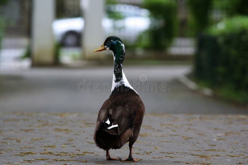 Duck on the Street in the Park Stock Photo - Image of sunny, reflection ...