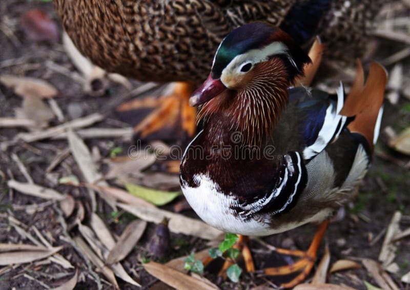 Duck on the Street in the Park Stock Photo - Image of sunny, standing ...