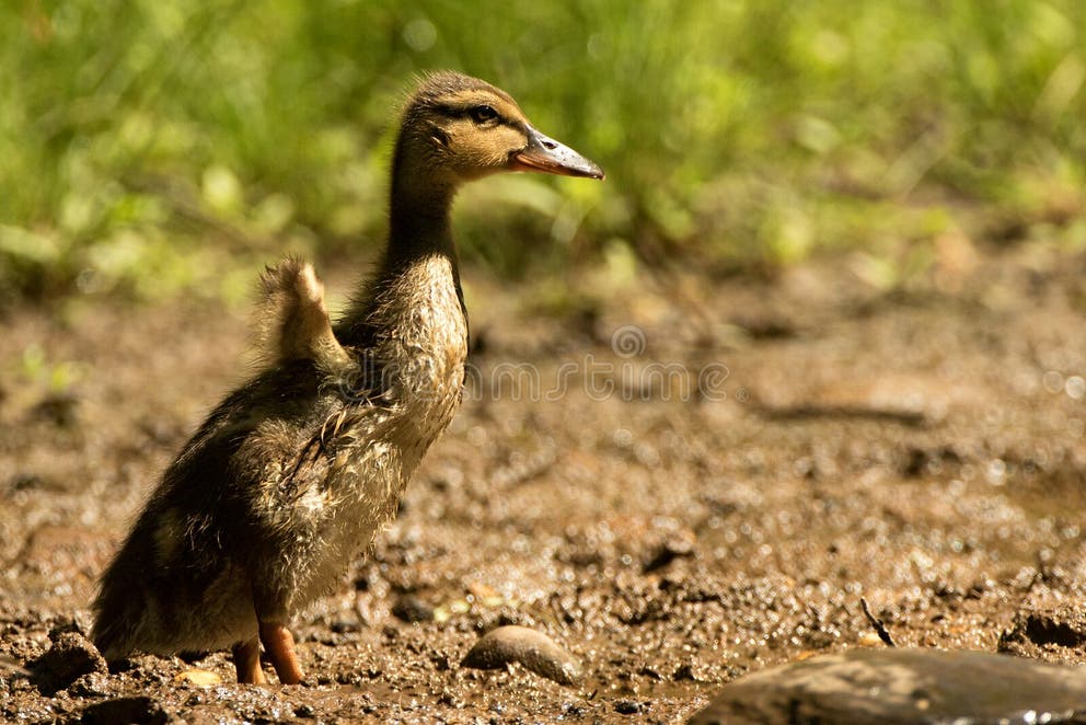 Duck Stretch stock photo. Image of small, flap, dirt - 94455718
