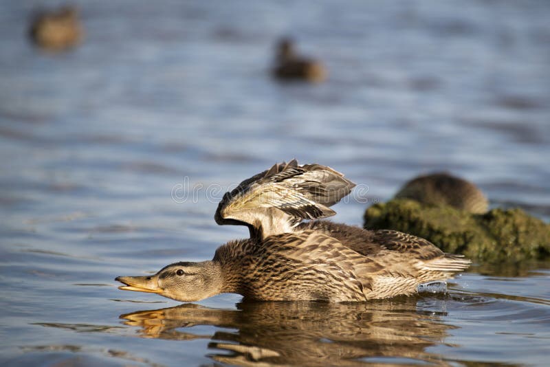 Stretching duck stock image. Image of floating, flapping - 243054009