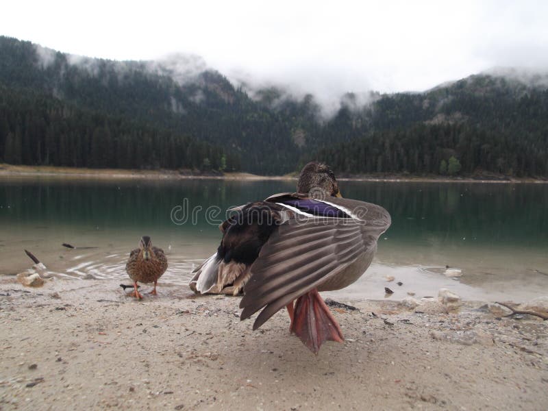 The Duck Stretching the Wing Stock Photo - Image of duckling, diversity ...