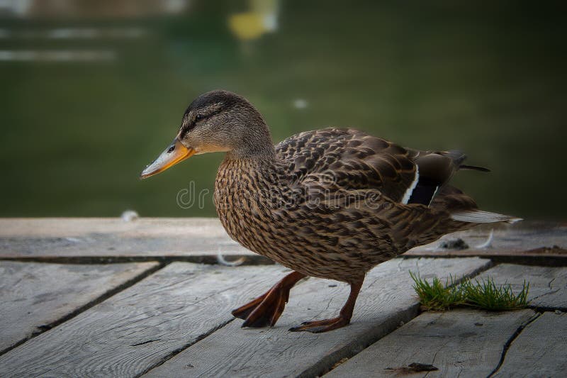Duck Strolling on a Wooden Dock by the Lake Stock Photo - Image of ...