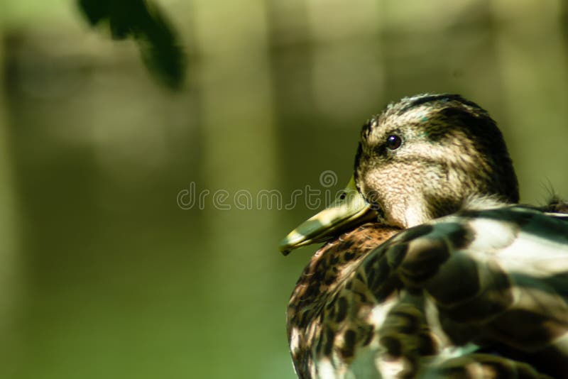 Duck in sun stock photo. Image of green, bird, nature - 224844858