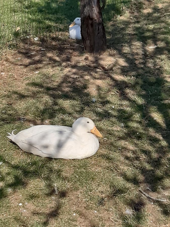 Duck in the sun stock photo. Image of white, green, bird - 250756924
