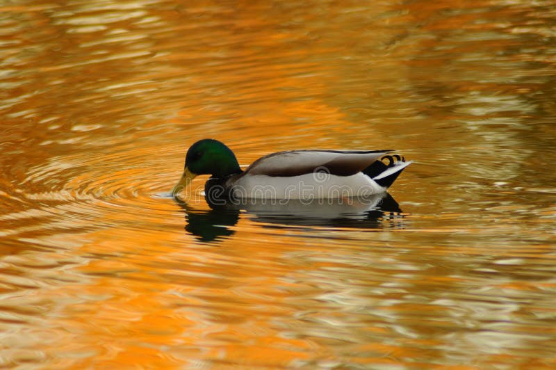 Peaceful Duck Floats on Whater Stock Photo - Image of colorful, green ...