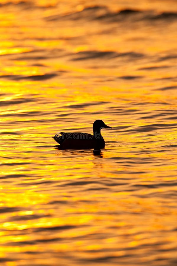 Duck at sunset stock photo. Image of swimming, bird, sunset - 11955064