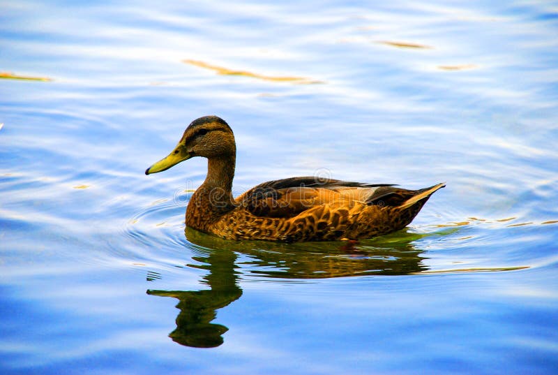 Duck in the Sunset stock photo. Image of intense, dark - 1248032