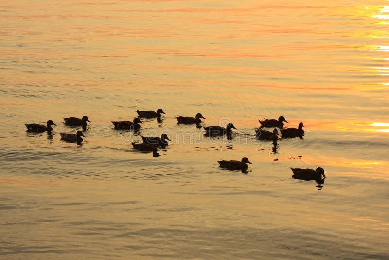 Duck Sunset Picture. Image: 8367905