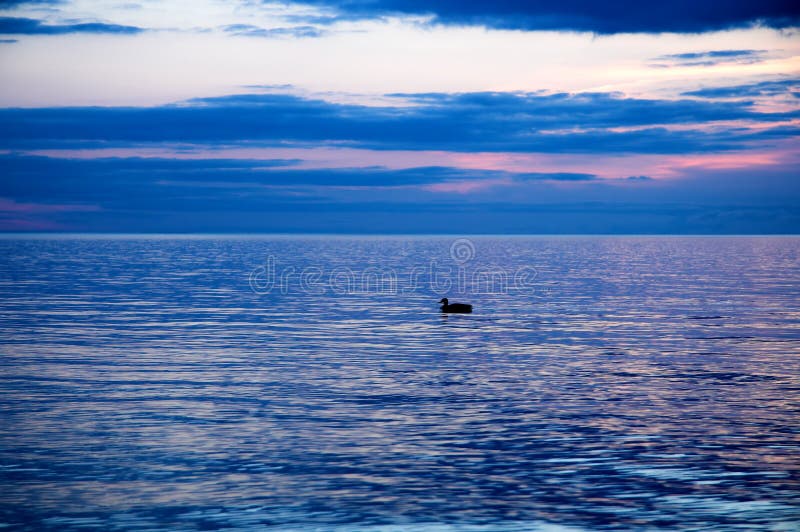 Baby Duck Picture. Image: 1810228