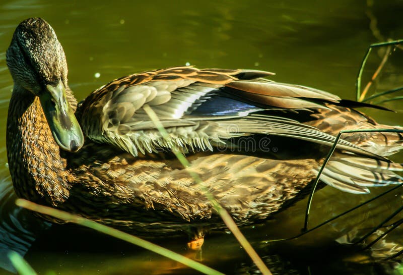 Duck at sunset stock photo. Image of beautiful, hill - 98435534