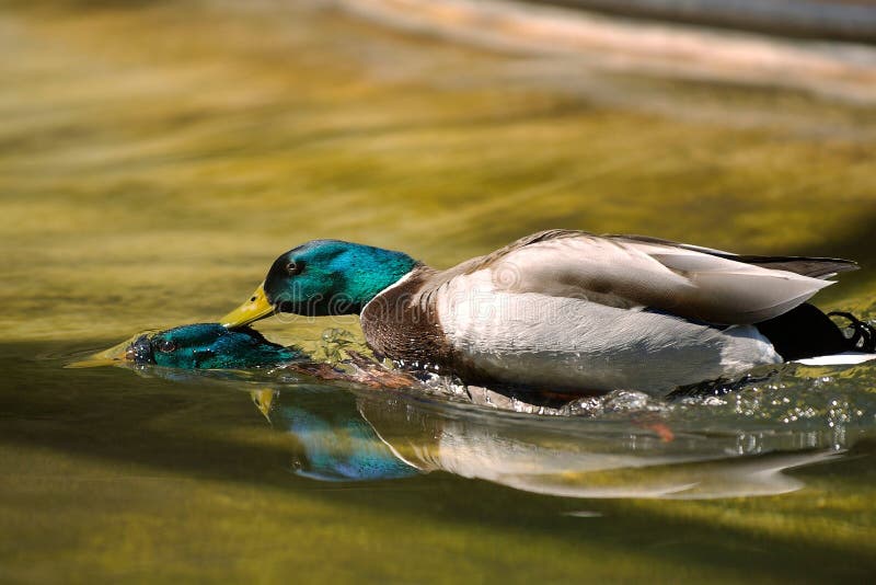 Duck Surfing Picture. Image: 256647