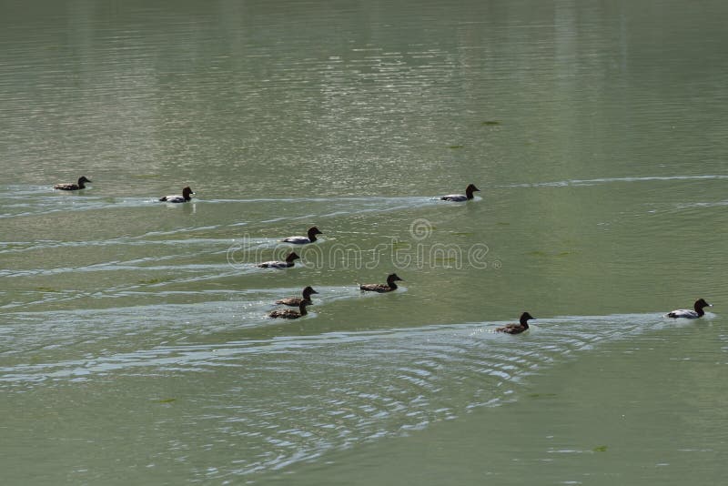 Duck in the swamp stock image. Image of blue, summer - 132565519