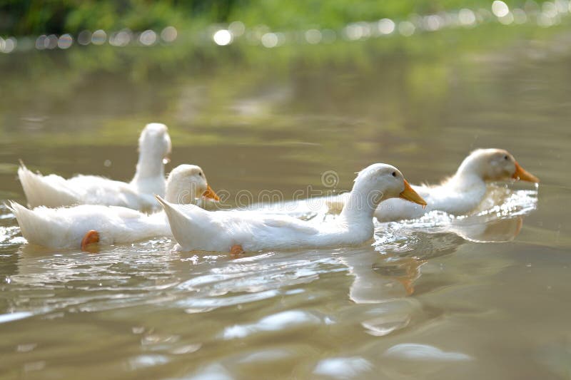 Duck swim stock photo. Image of white, animal, swimming - 82627166