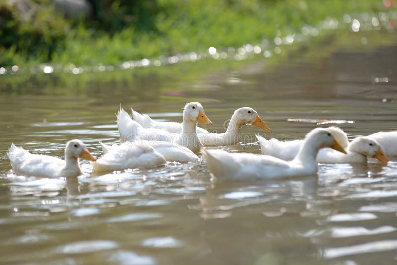 Duck swim stock image. Image of domestic, pond, natural - 82628997